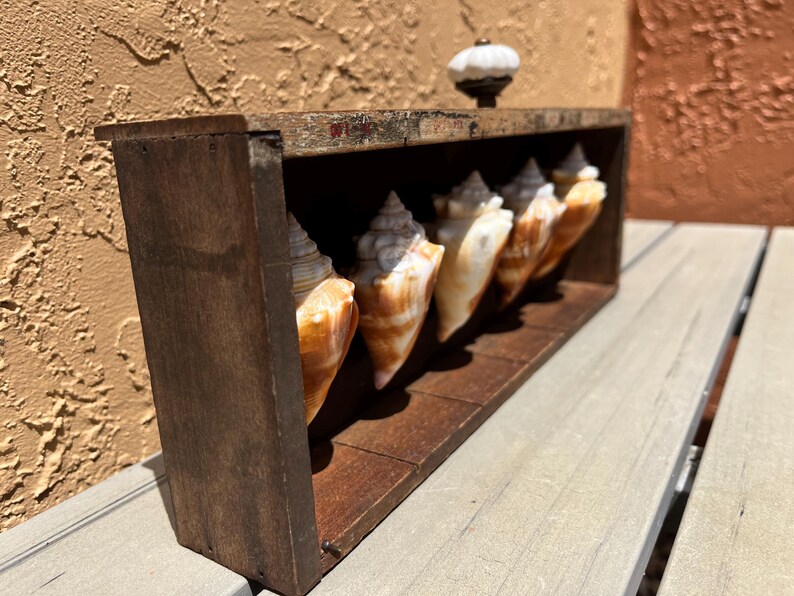 Vintage La Cross Wooden Drawer Fighting Conchs Coastal Display - Etsy