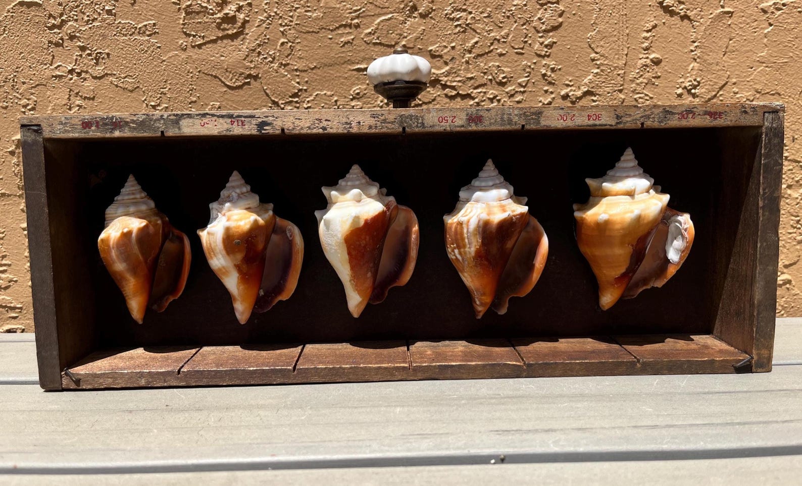Vintage La Cross Wooden Drawer Fighting Conchs Coastal Display - Etsy