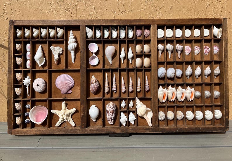 Vintage Printers Tray Horizontal Lavendar Lilacs Seashell Collection ...