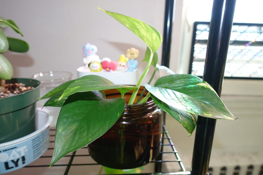 Pothos Plant Cutting for Propagation Easy-to-grow Indoor Houseplant ...