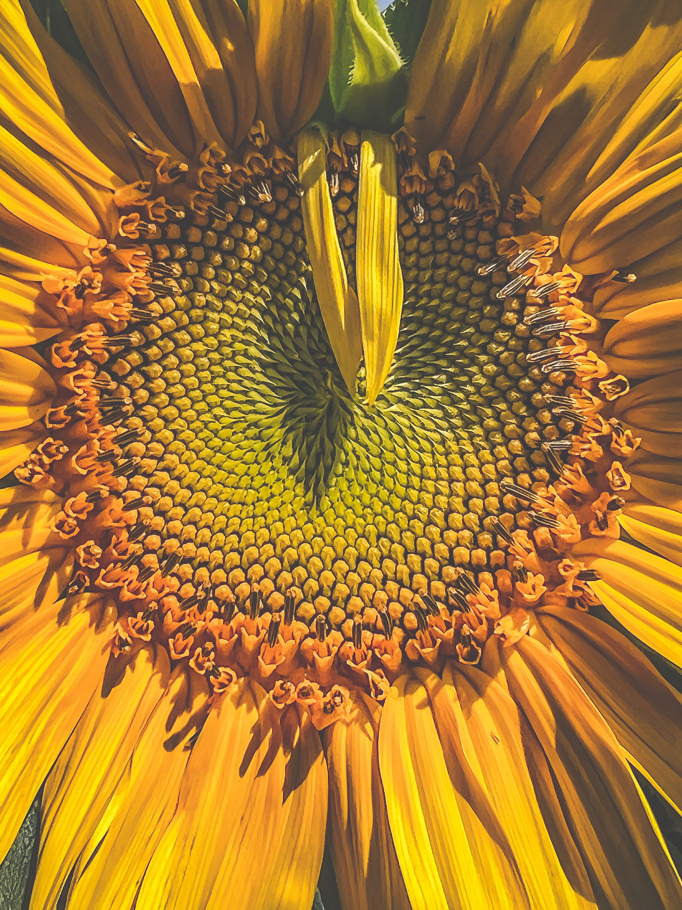 Sunflower Wall Art, Sunflower Face, Sunflower Blooming, Home Wall Art ...