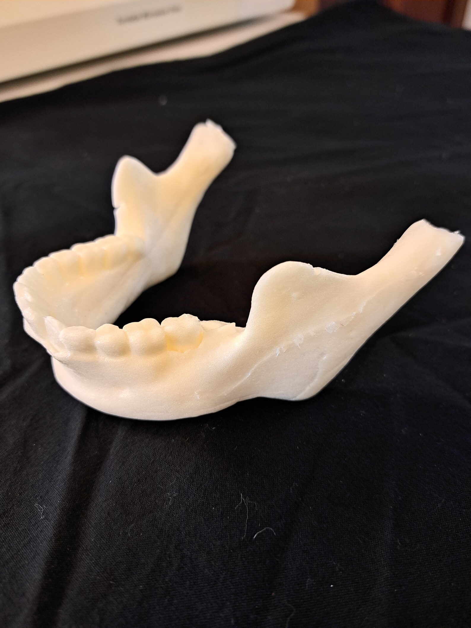 Foam Human Jawbone - Etsy