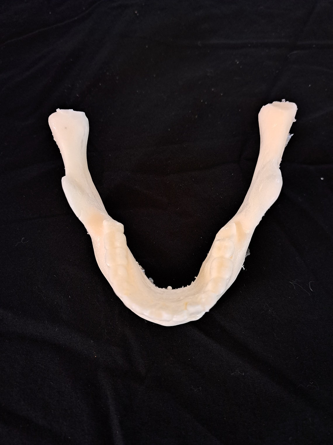 Foam Human Jawbone - Etsy