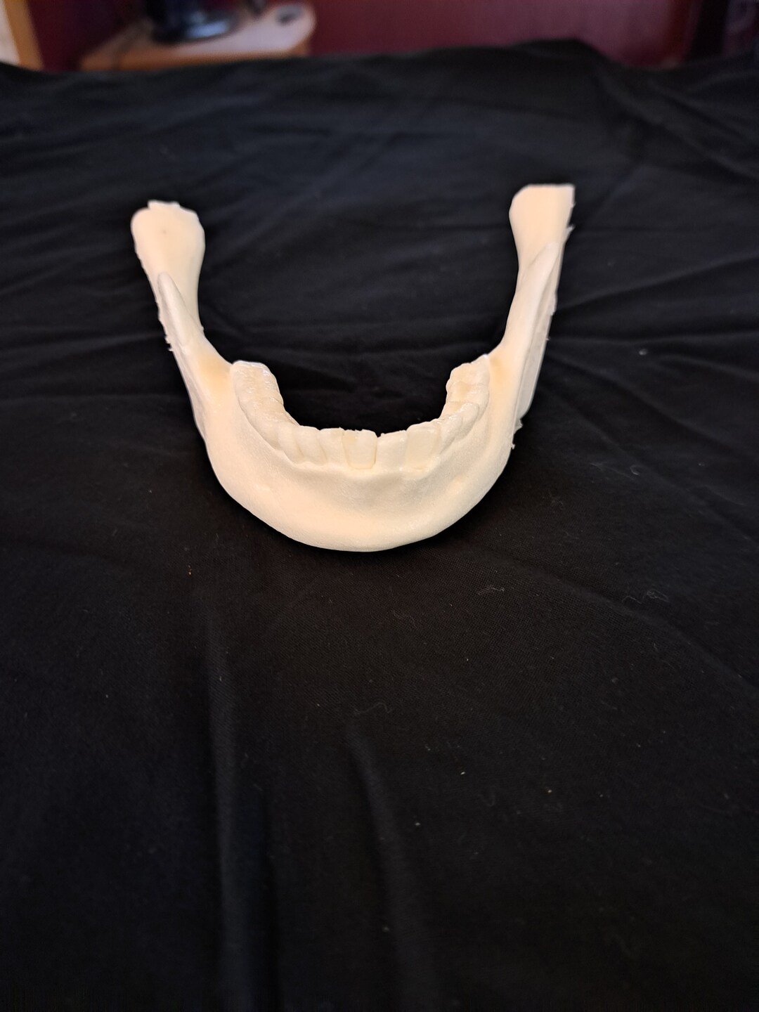 Foam Human Jawbone - Etsy
