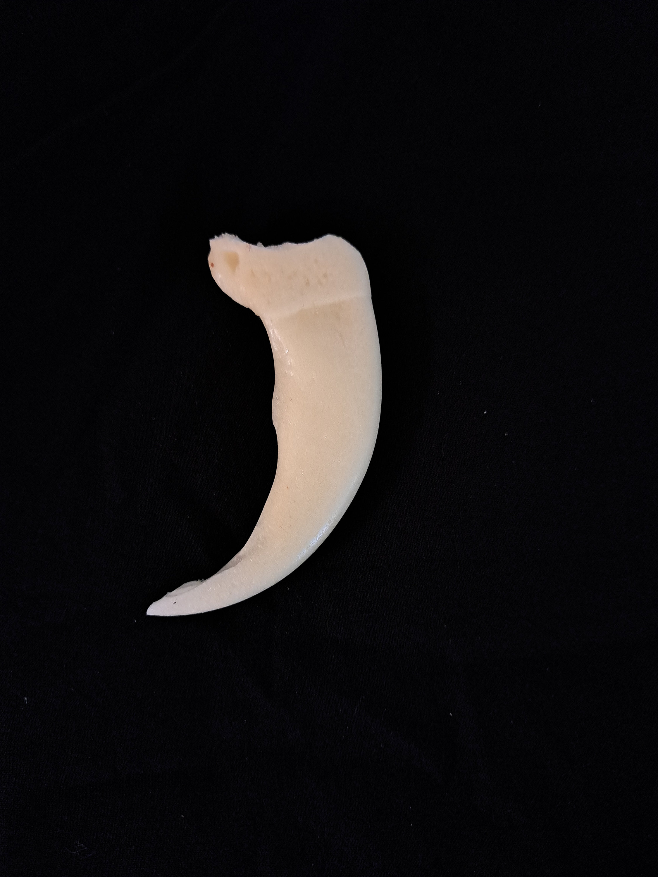 Foam Bear Claw Larp Costume Props - Etsy