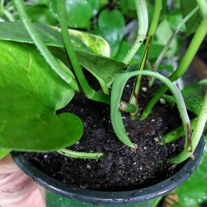 Houseplant Jade Pothos Variegated Pathos Starter Plant 5 Pot Great Gift ...