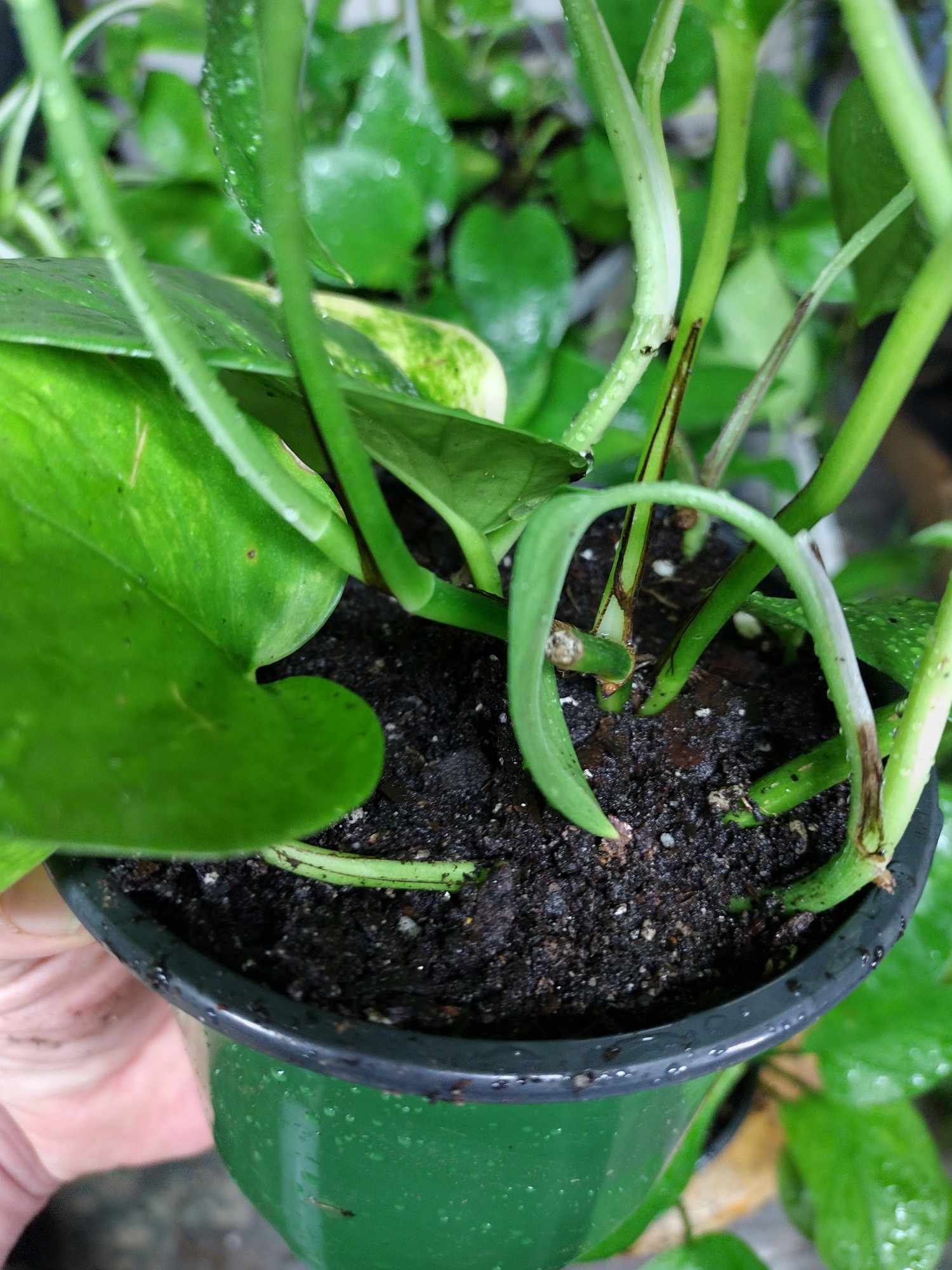 Houseplant Jade Pothos Variegated Pathos Starter Plant 5 Pot Great Gift ...