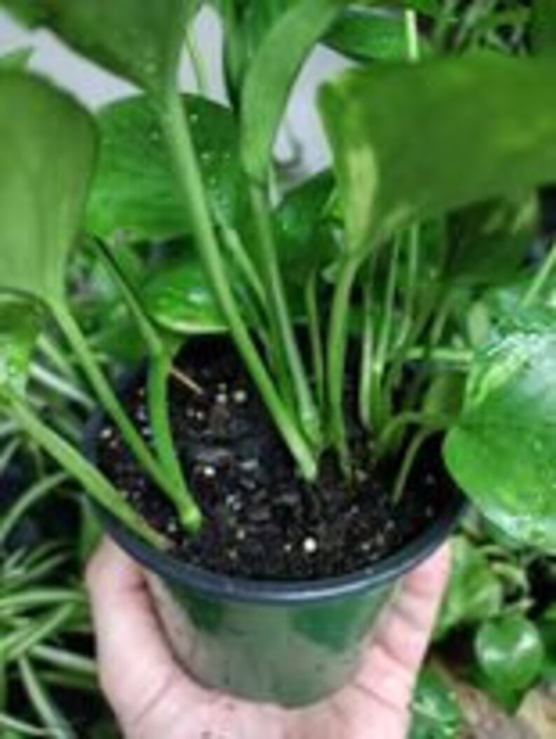 Houseplant Jade Pothos Variegated Pathos Starter Plant 5 Pot Great Gift ...