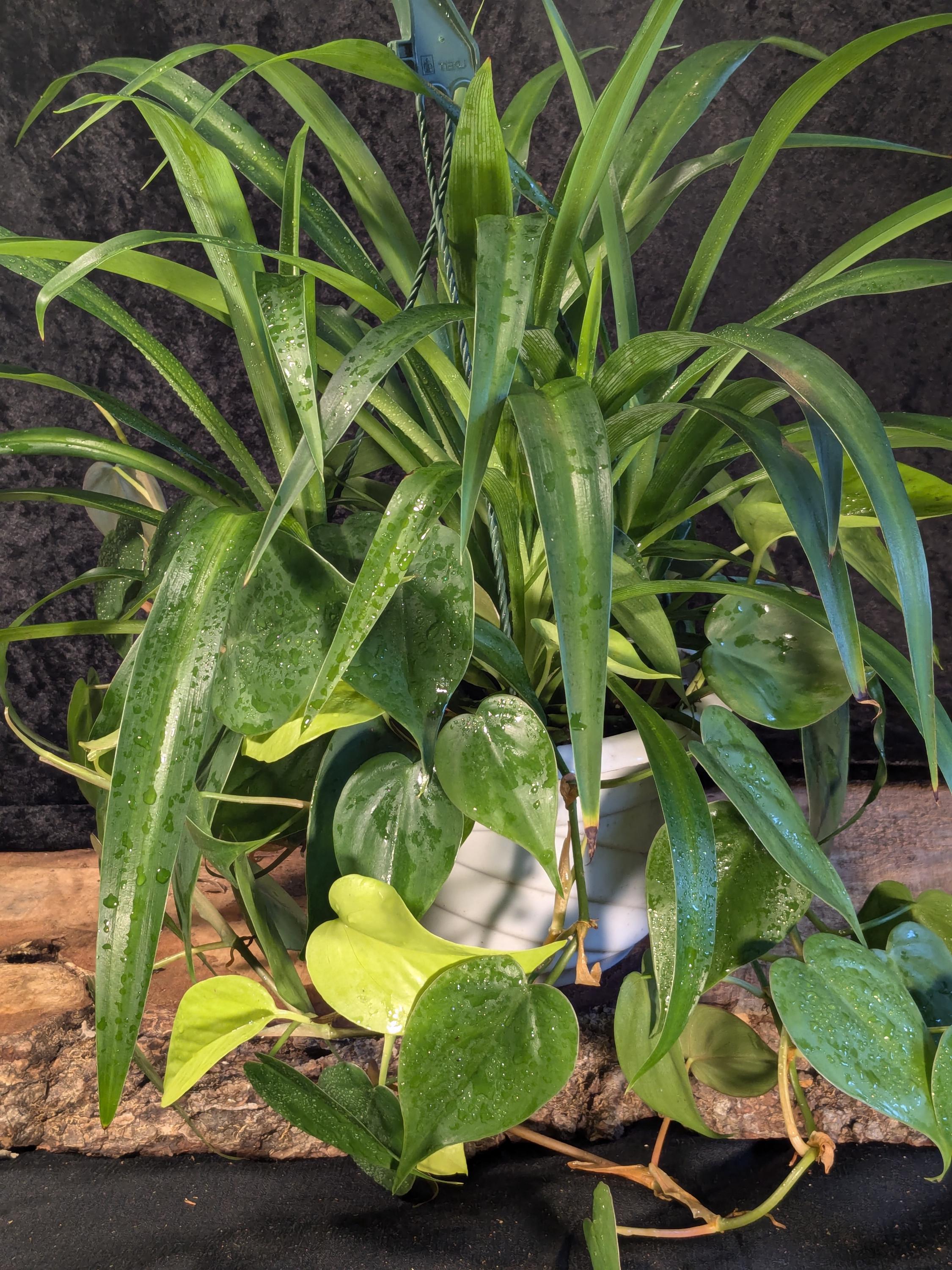 Live Plants, Lemon Pathos, Jade Philodendron, & Hawaiian Spider Plant ...