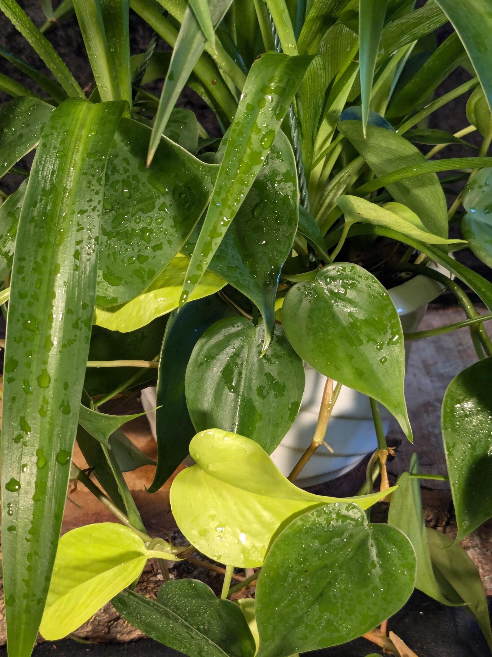 Live Plants, Lemon Pathos, Jade Philodendron, & Hawaiian Spider Plant ...