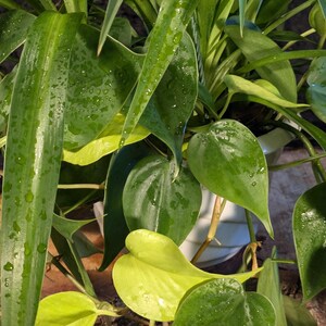 Live Plants, Lemon Pathos, Jade Philodendron, & Hawaiian Spider Plant ...
