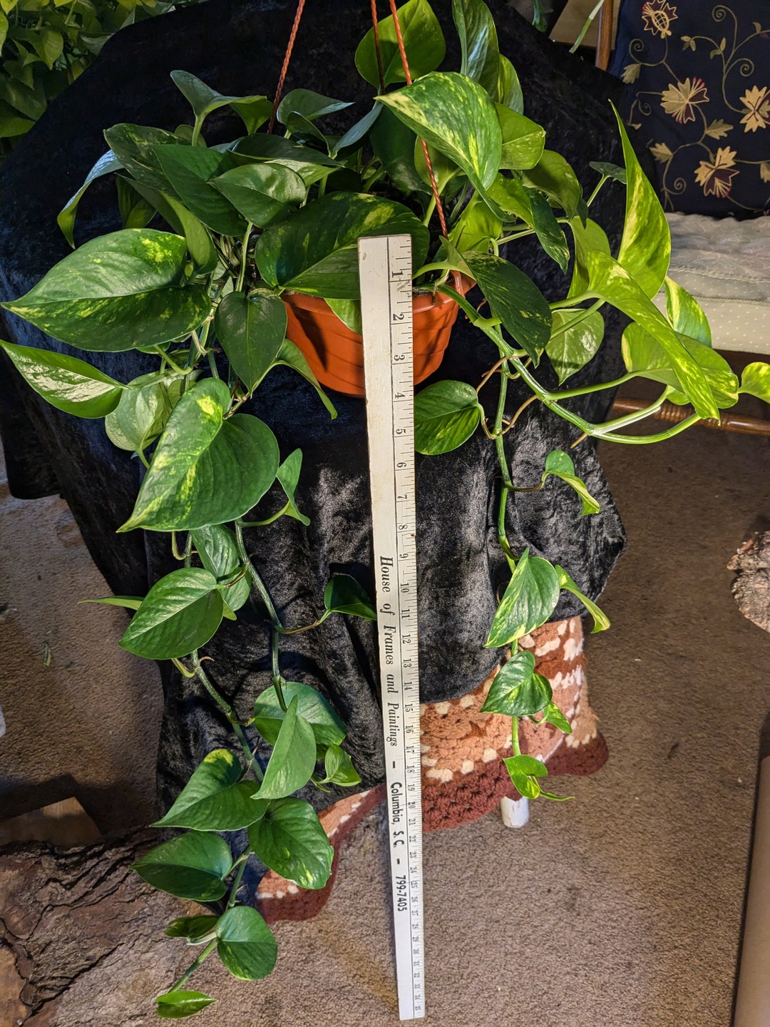 Large Golden Pothos Live Plant, 33 In. Long Vining Plant Well Rooted ...