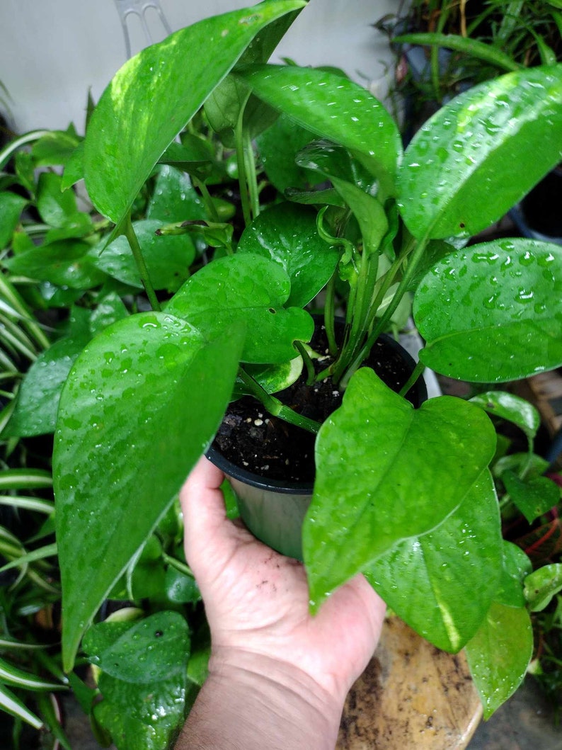 Houseplant Jade Pothos Variegated Pathos Starter Plant 5 Pot Great Gift ...