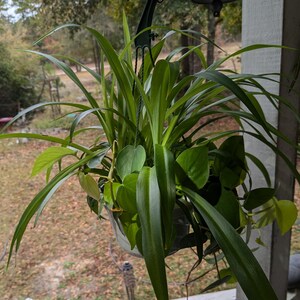 Live Plants, Lemon Pathos, Jade Philodendron, & Hawaiian Spider Plant ...
