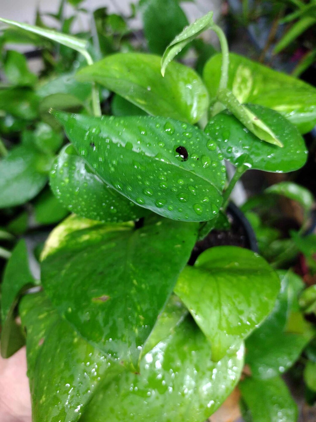 Houseplant Jade Pothos Variegated Pathos Starter Plant 5 Pot Great Gift ...