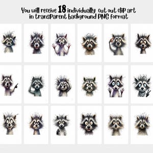 18 PNG Funny Sassy Raccoon Portraits Clip Art Transparent Background ...