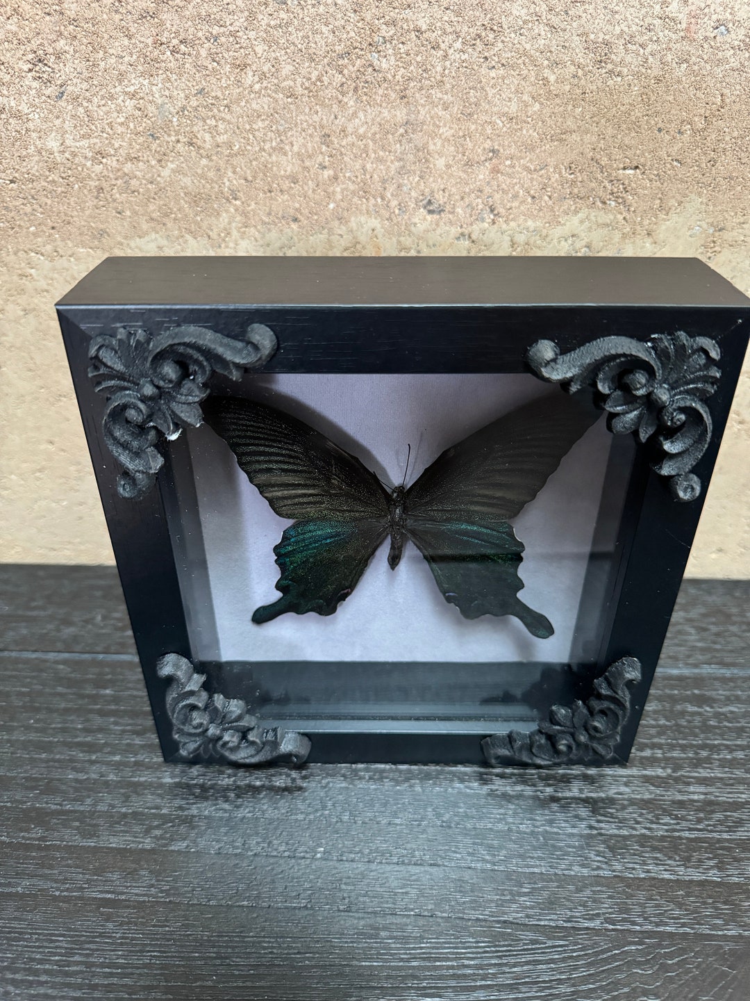 Papilio Dialis Butterfly Framed Specimen - Etsy