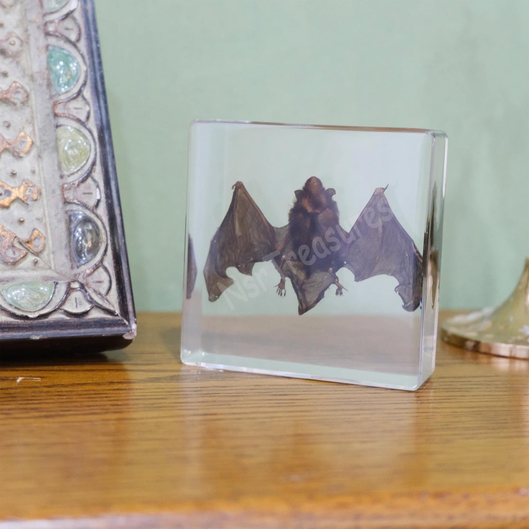 Real Bat in Resin, Dried Insect Taxidermy Taxadermy Entomology Wall ...