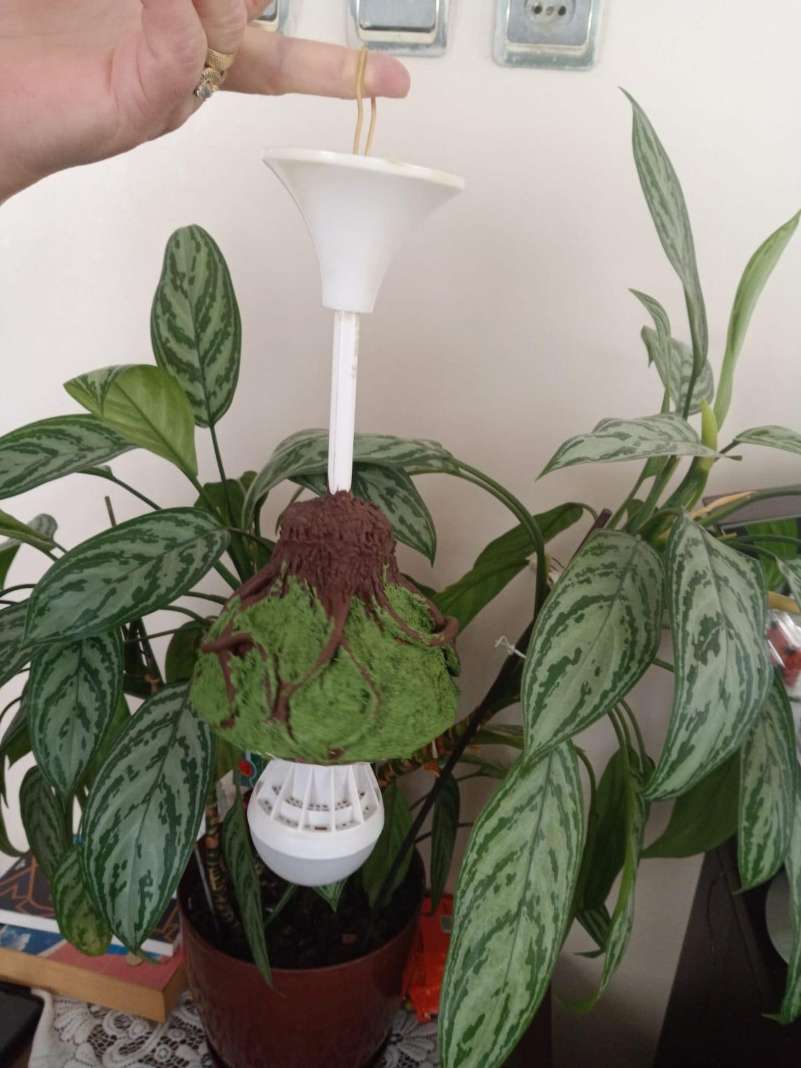 Nature Lighting Tree Root Chandelier With Rustic Moss, Handmade ...