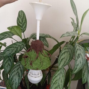 Nature Lighting Tree Root Chandelier With Rustic Moss, Handmade ...