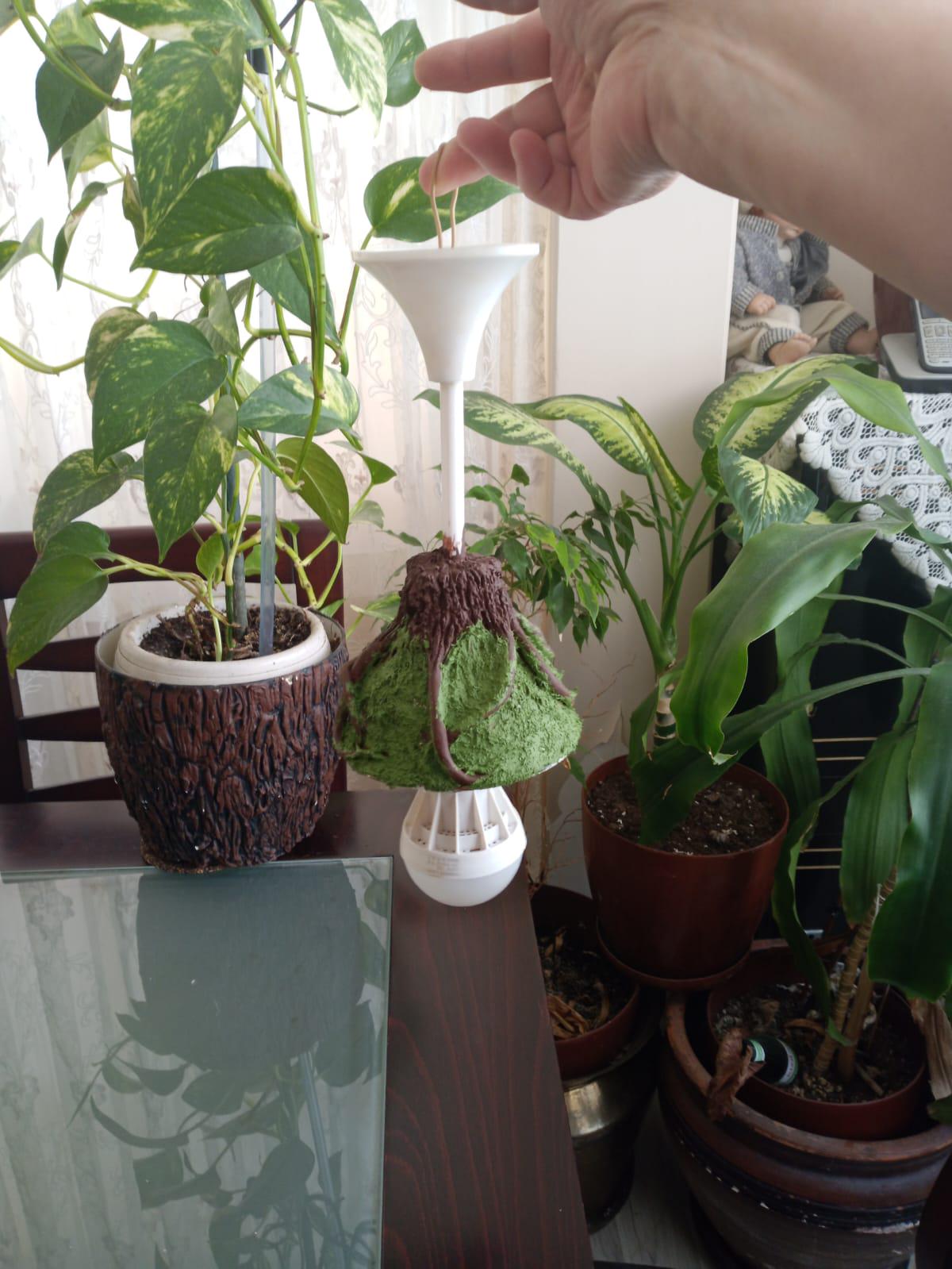 Nature Lighting Tree Root Chandelier With Rustic Moss, Handmade ...