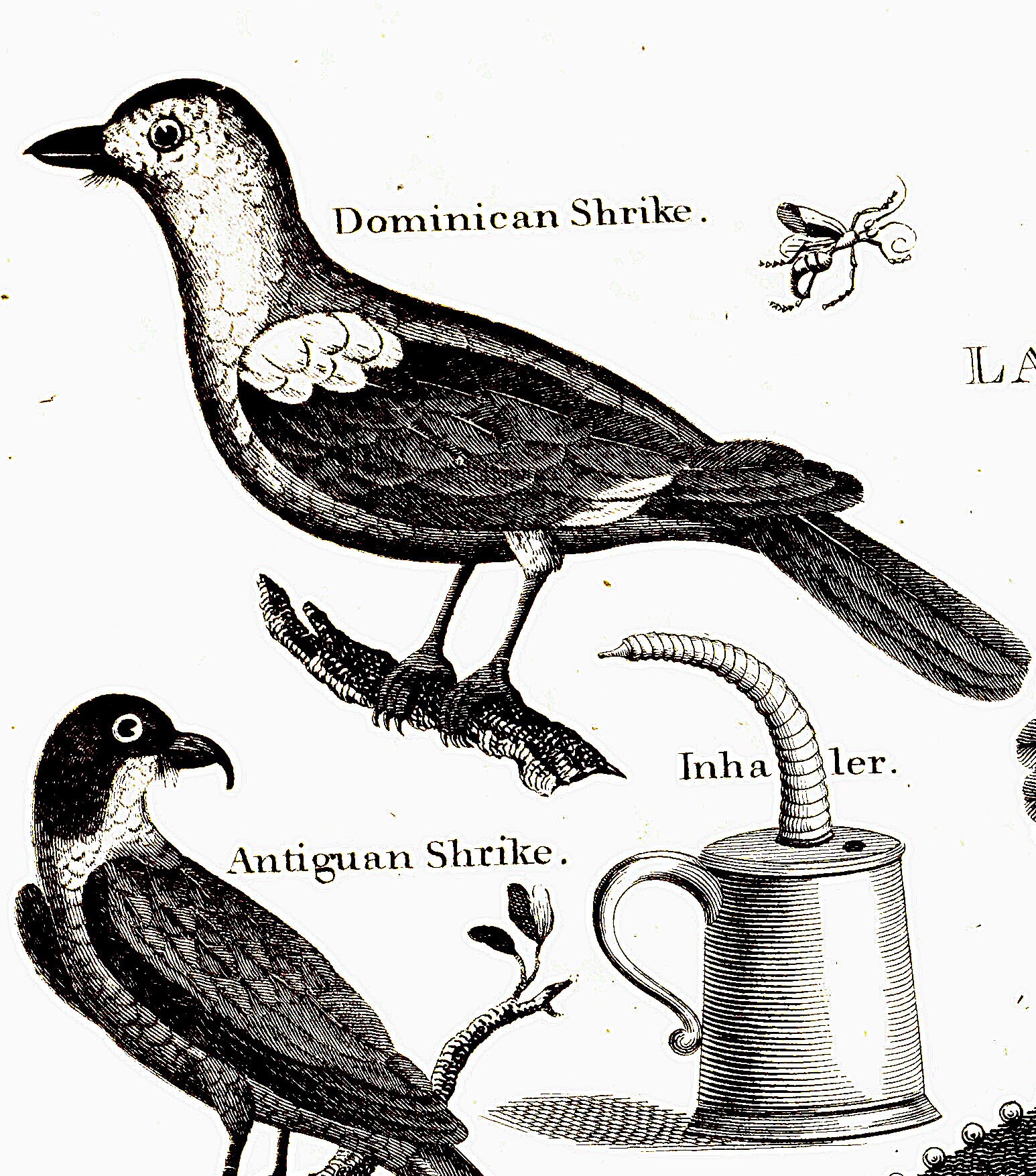 Antique Circa 18th Century Illustration of a Labyrinth, Birds, Flower ...