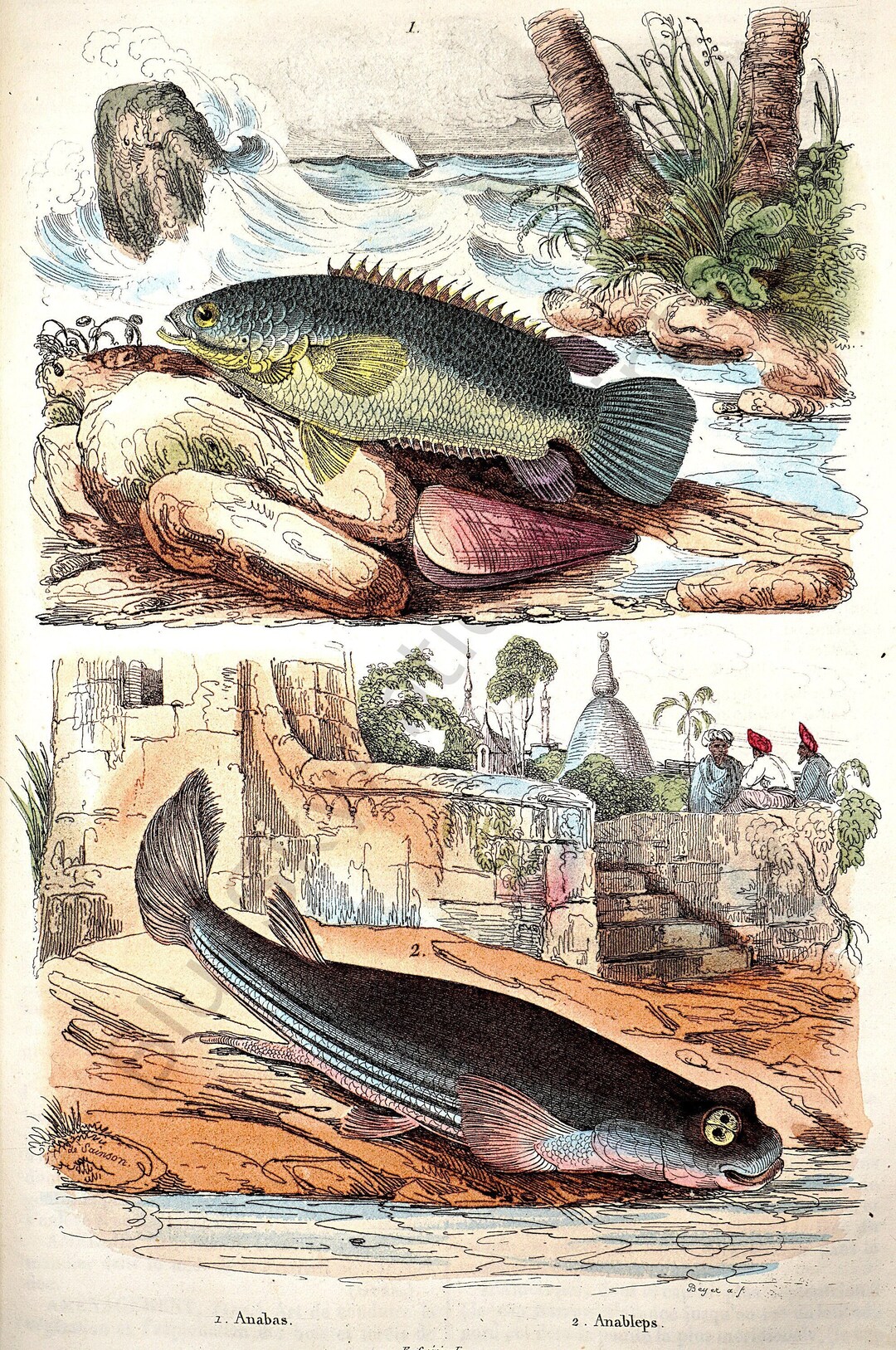 Four-eye and Walking Fish Anabas & Anableps Early French Book ...