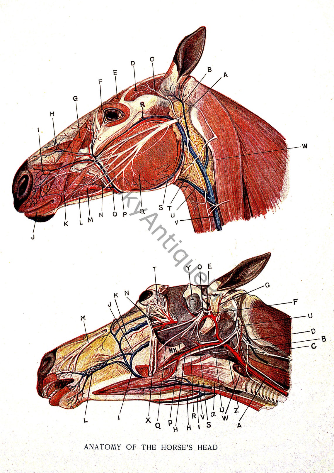 Horse Head Anatomical Illustration - Dated 1906 - Enhanced Digitally ...
