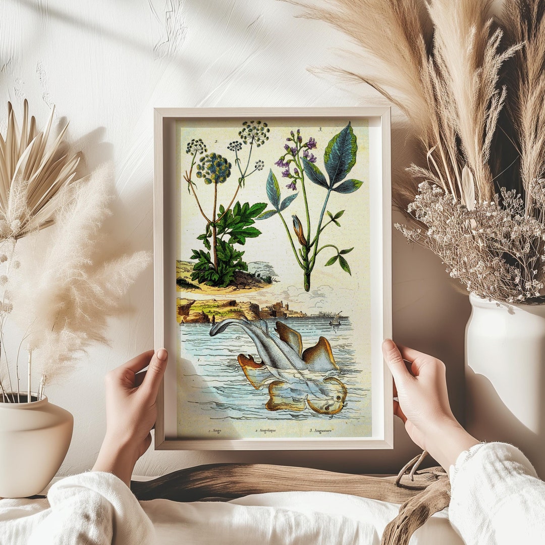 Angel Fish Angelic Plant Angusture Flower Hand-coloured Nature Wall Art ...