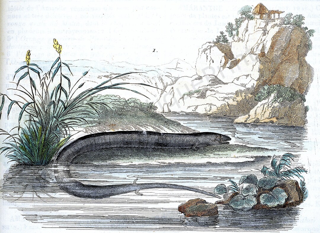 Lungfish Early French Book Illustration Hand-coloured Wall Art Home ...