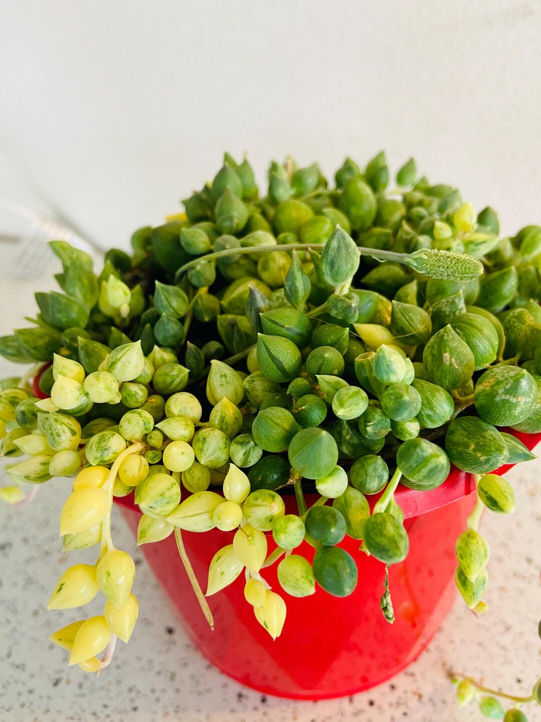 Senecio Angels Tears Variegated Trailing Succulent - Etsy Australia