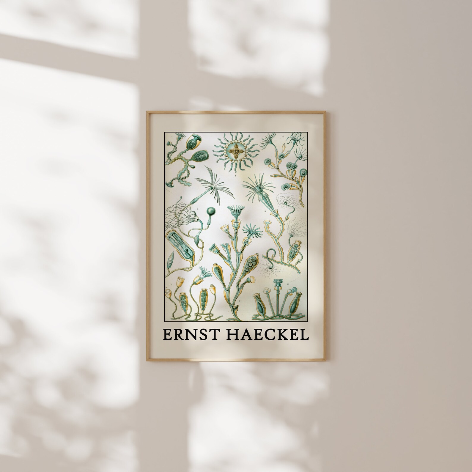 Haeckel Poster - Fascinating Sea Life Poster as Haeckel Wall Art - Sea ...