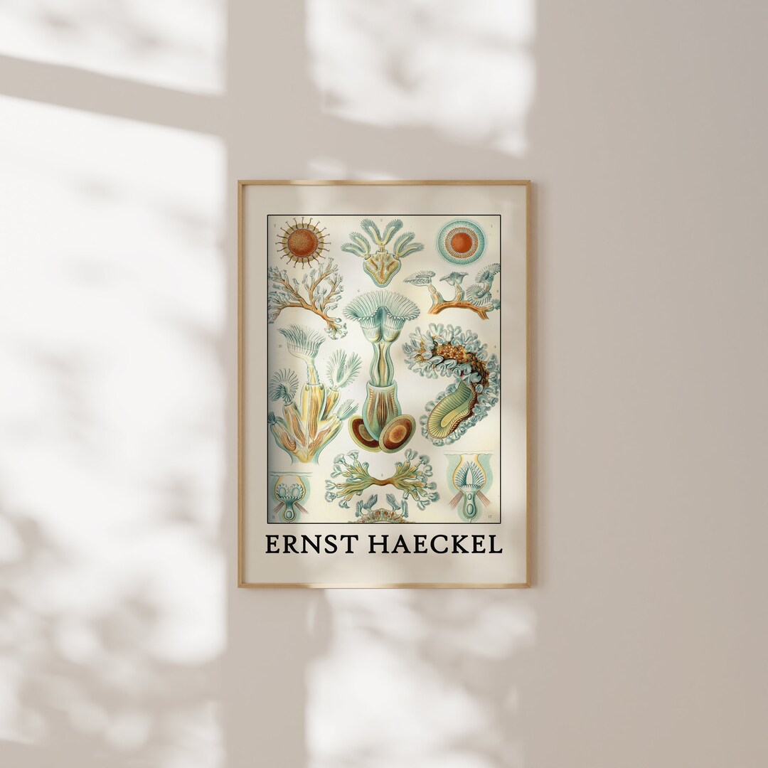Haeckel Poster Fascinating Sea Life Poster as Haeckel Wall Art Sea ...