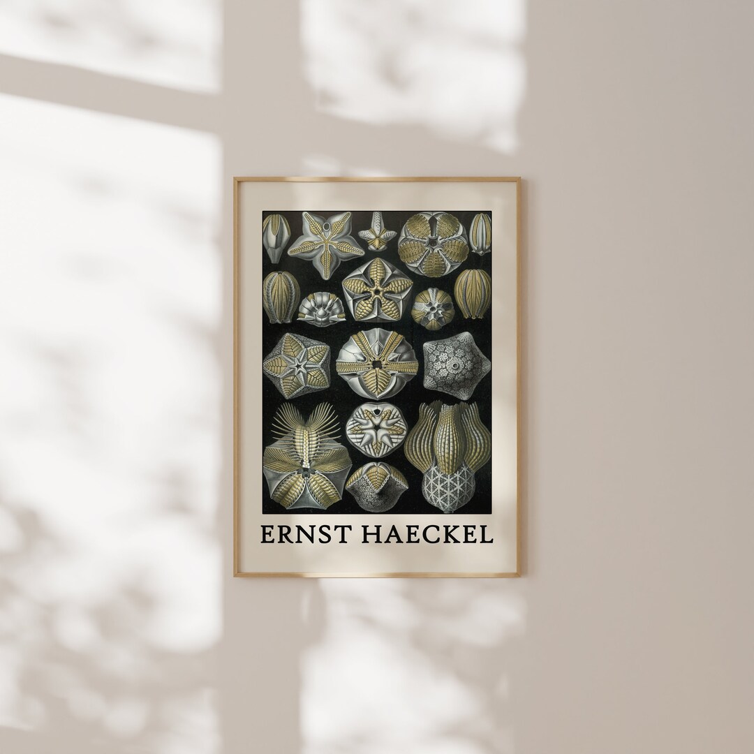 Haeckel Poster Fascinating Sea Life Poster as Haeckel Wall Art Sea ...