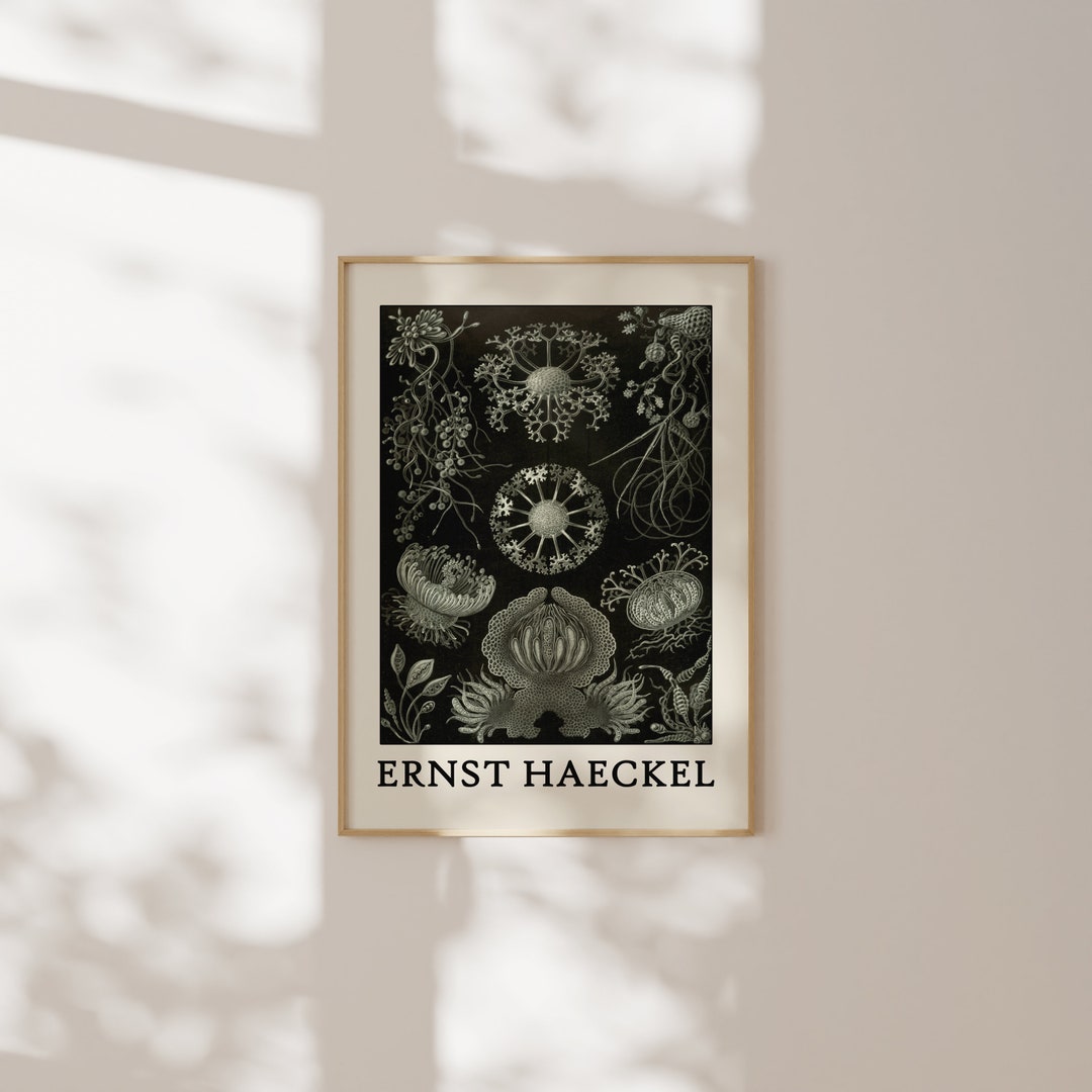 Haeckel Poster Fascinating Sea Life Poster as Haeckel Wall - Etsy
