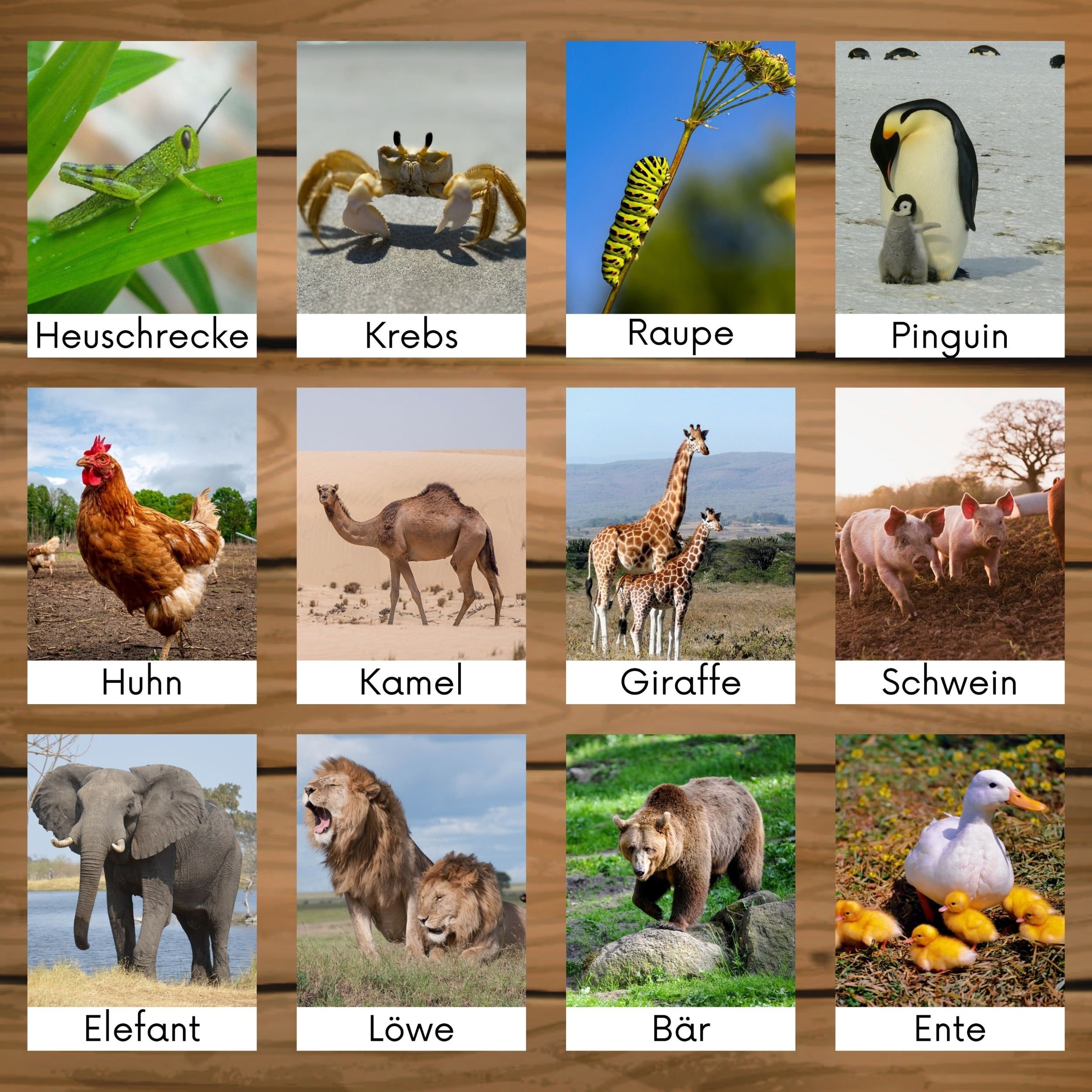 30 Tiere Flashkarten Montessori Tierkarten Zum Ausdrucken - Etsy