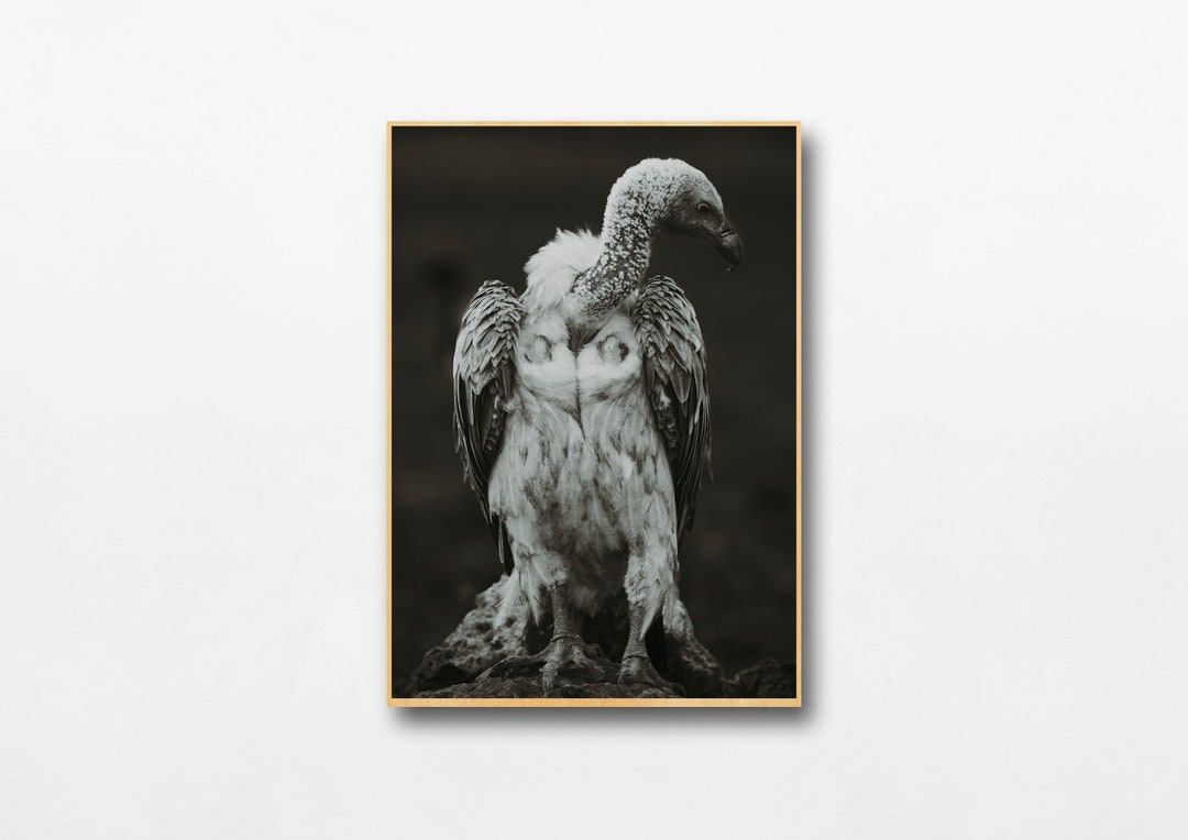 Printable Vulture Photo, Animal Print, Rustic Decor, Safari Animal ...