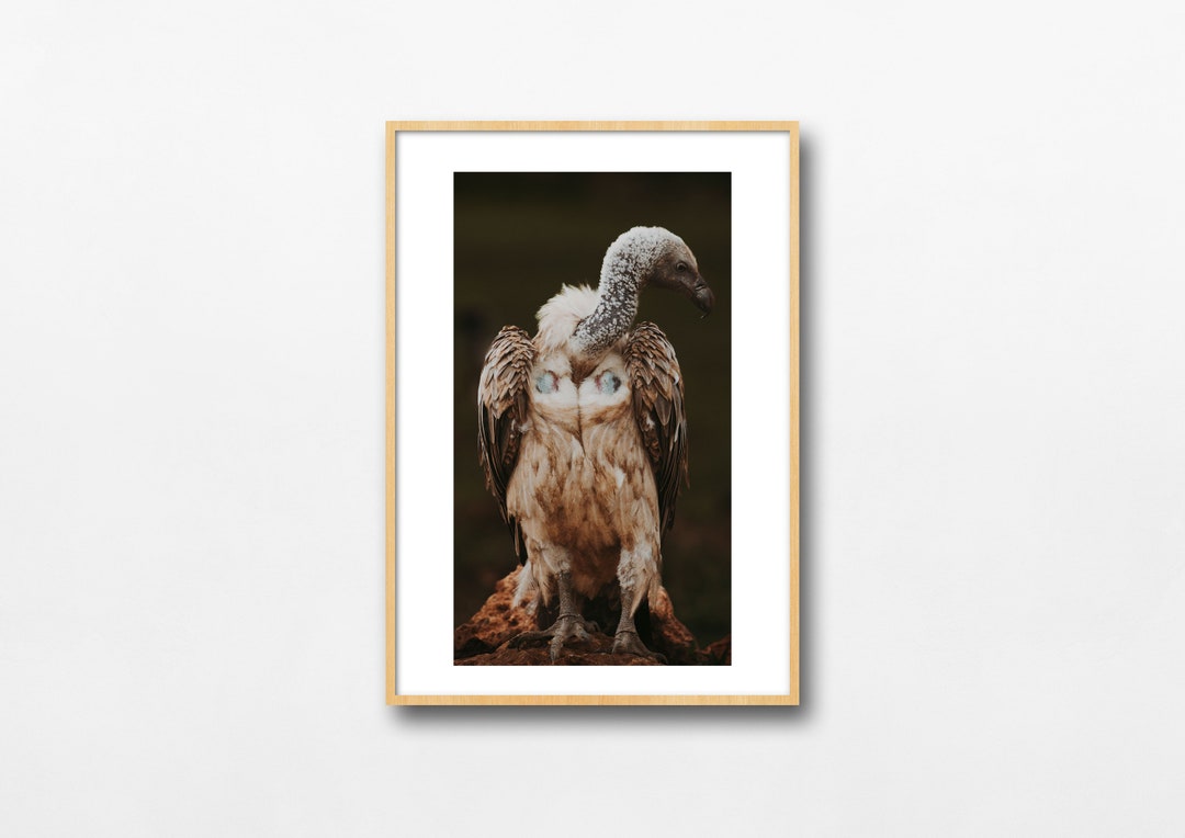 Printable Vulture Photo, Animal Print, Rustic Decor, Safari Animal ...
