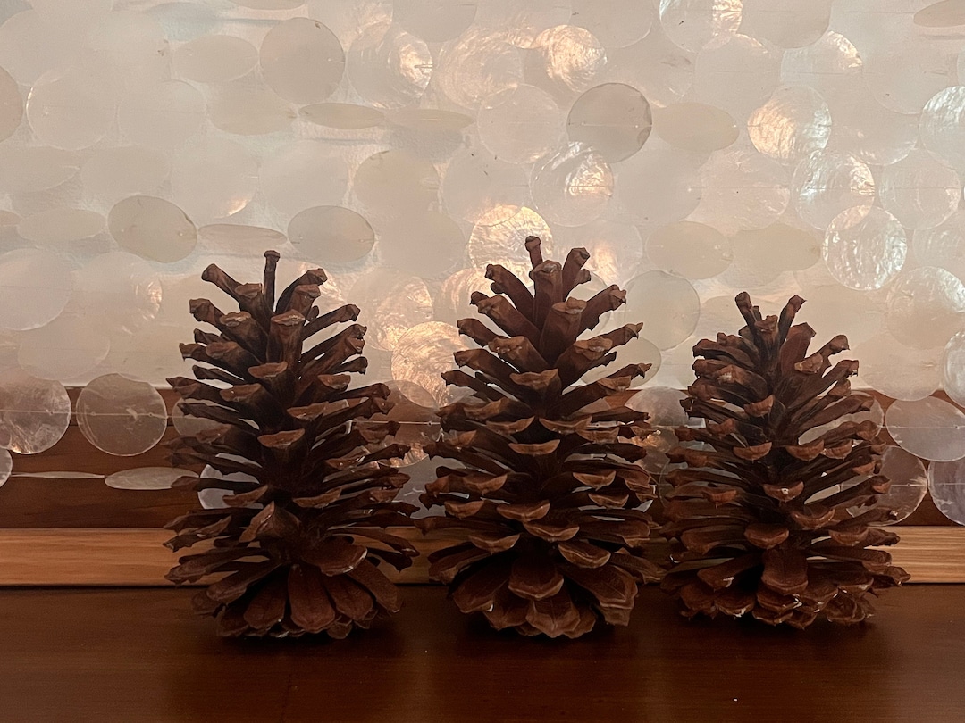 Extra-large Natural Pine Cones (6–8") • Oversized Pinecone Décor ...