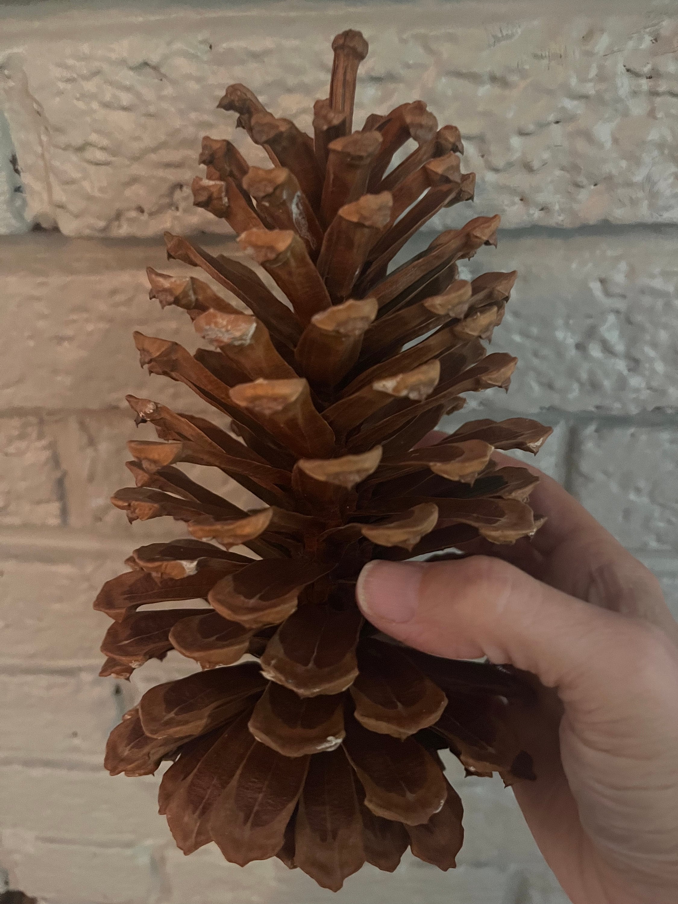 6"-8" Jumbo Pine Cone, Large Pine Cone, Jumbo Pinecone, Large Pinecone ...