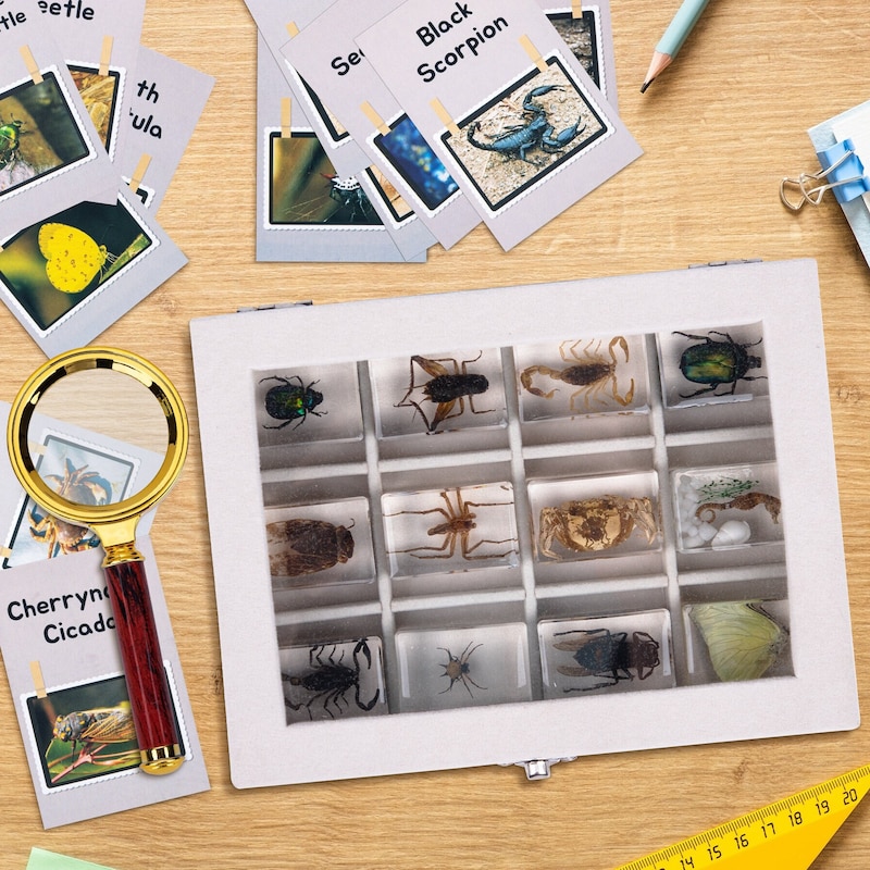 Insects Resins - Etsy