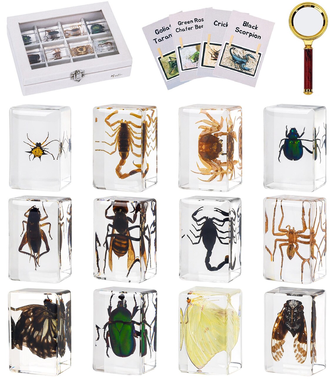 Insect Discovery Collection: Set of 12 Real Insects in Resin Bugs in ...