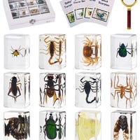 Australian Native Bugs and Insects Flash Cards DIGITAL DOWNLOAD - Etsy
