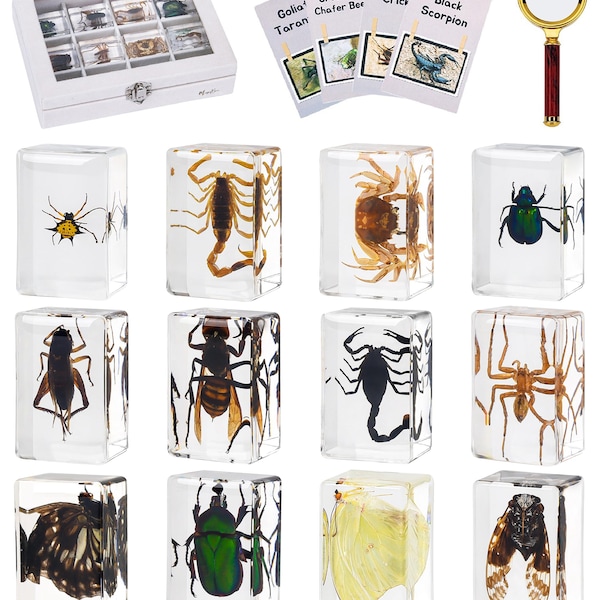 Insect Collection - Etsy