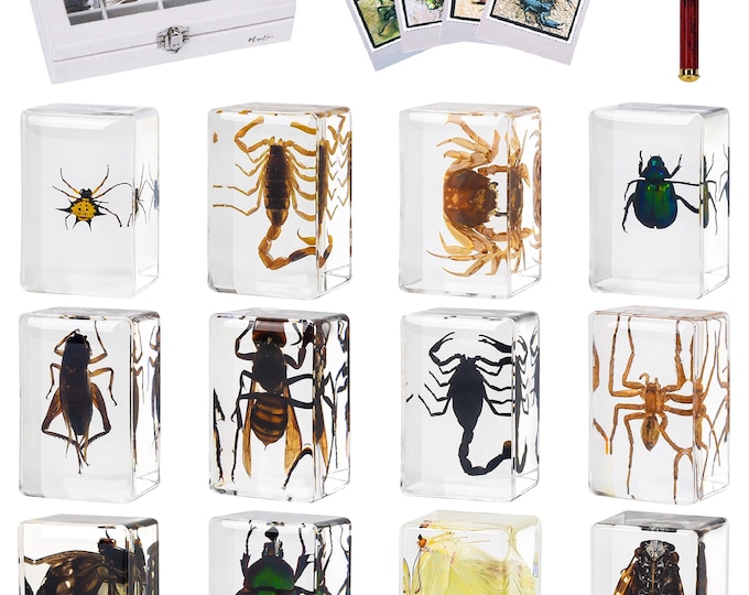 Montessori Exclusive Insect Garden Kit , Bug Hunter , Spring Activity ...