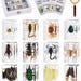 Insect Discovery Collection: Set of 12 Real Insects in Resin Bugs in ...