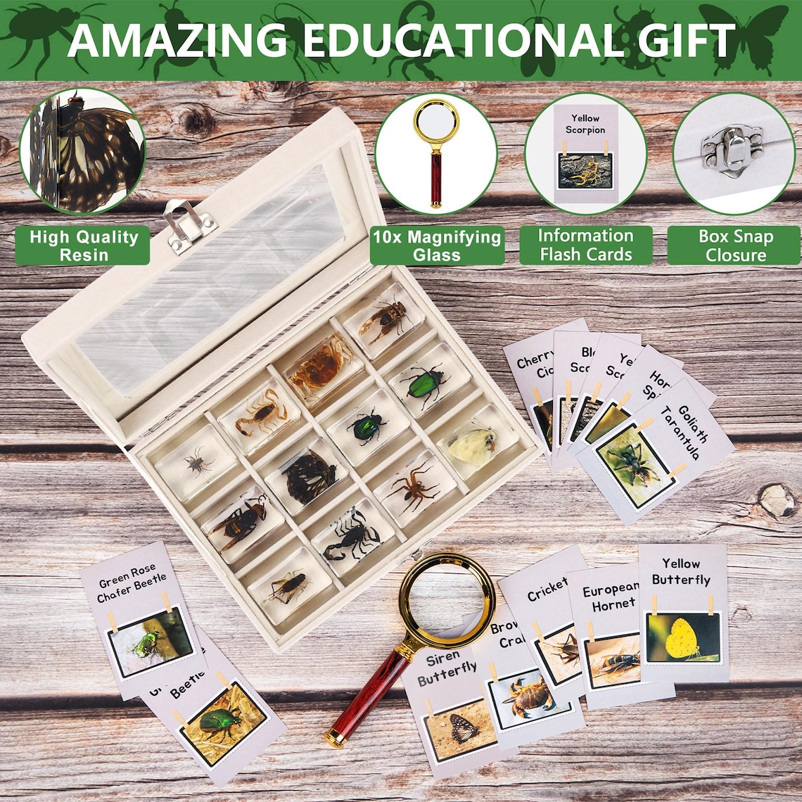 Insect Discovery Collection: Set of 12 Real Insects in Resin Bugs in ...
