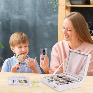 Insect Discovery Collection: Set of 12 Real Insects in Resin Bugs in ...