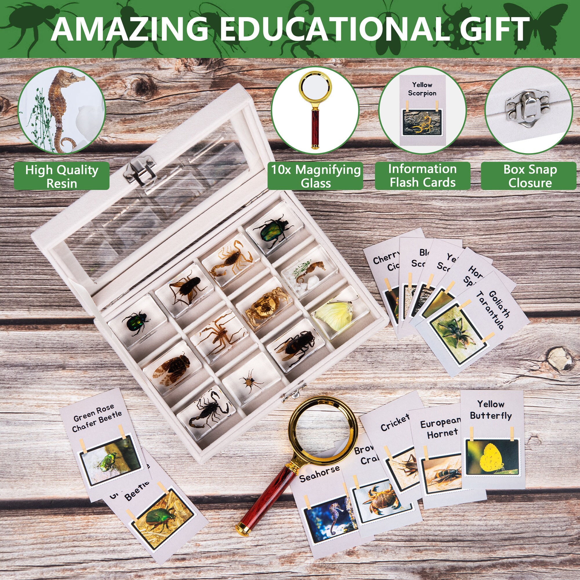 Insect Discovery Collection: Set of 12 Real Insects in Resin Bugs in ...