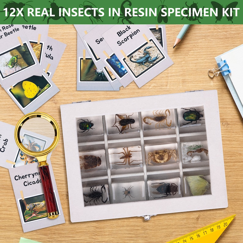 Insect Discovery Collection: Set of 12 Real Insects in Resin Bugs in ...